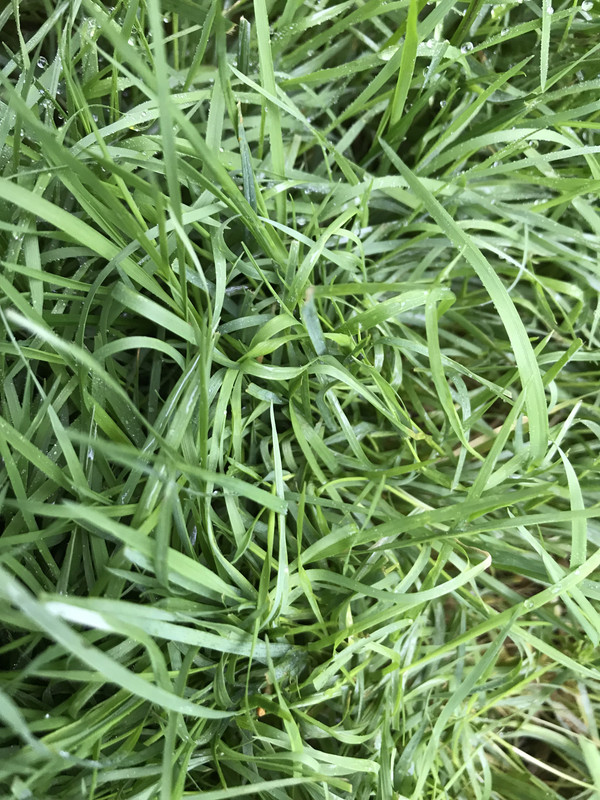 Lime Green Grass Lawn Care Forum